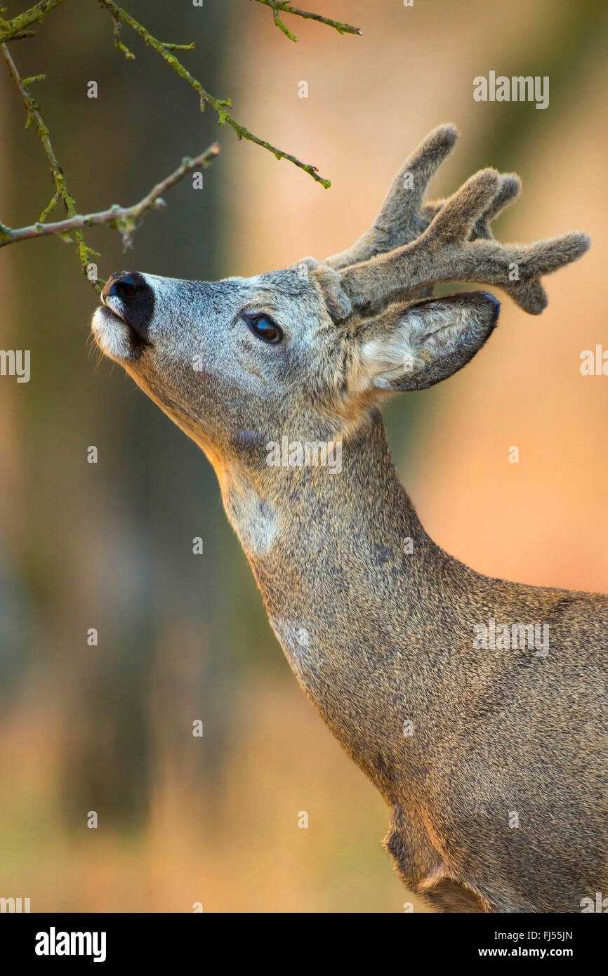 Buck horns hi-res stock photography and images - Alamy