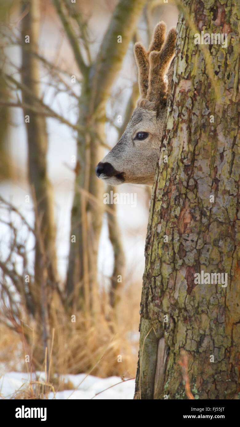 roe deer (Capreolus capreolus), buck peers behind a tree trunk, Germany ...
