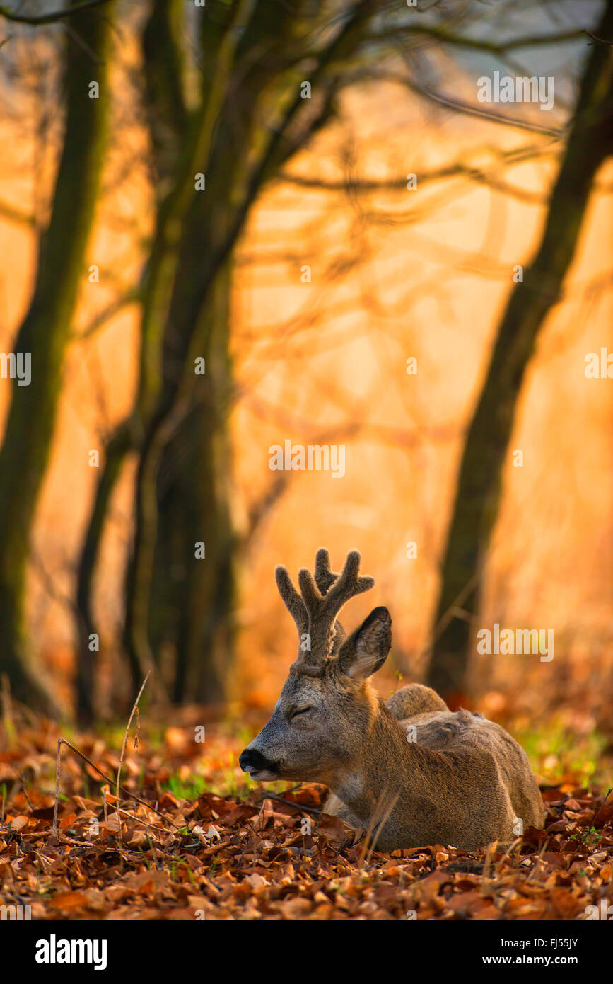 roe deer (Capreolus capreolus), buck rests in forest, horns with velvet ...