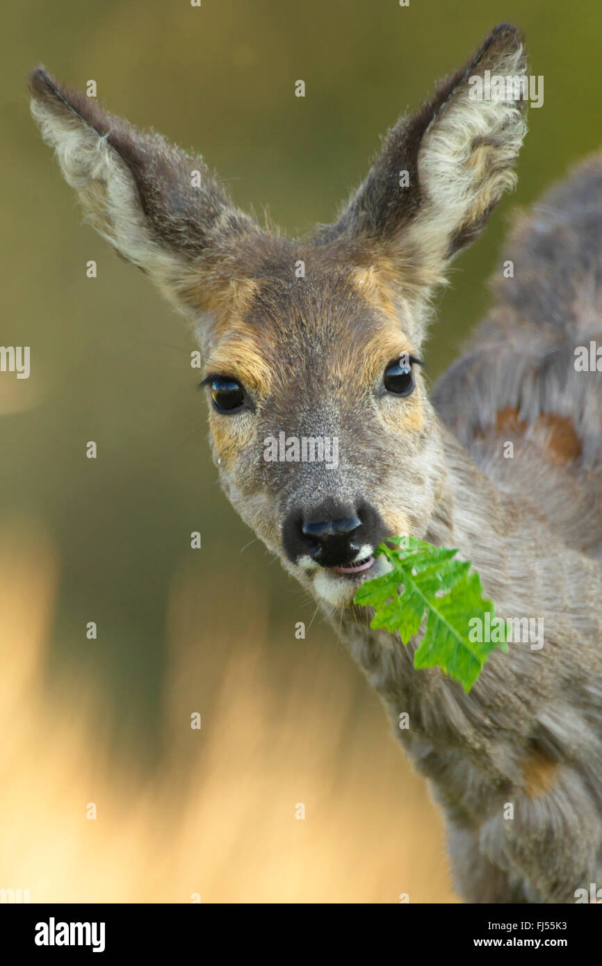 roe deer (Capreolus capreolus), doe eating a leaf, portrait, Germany ...