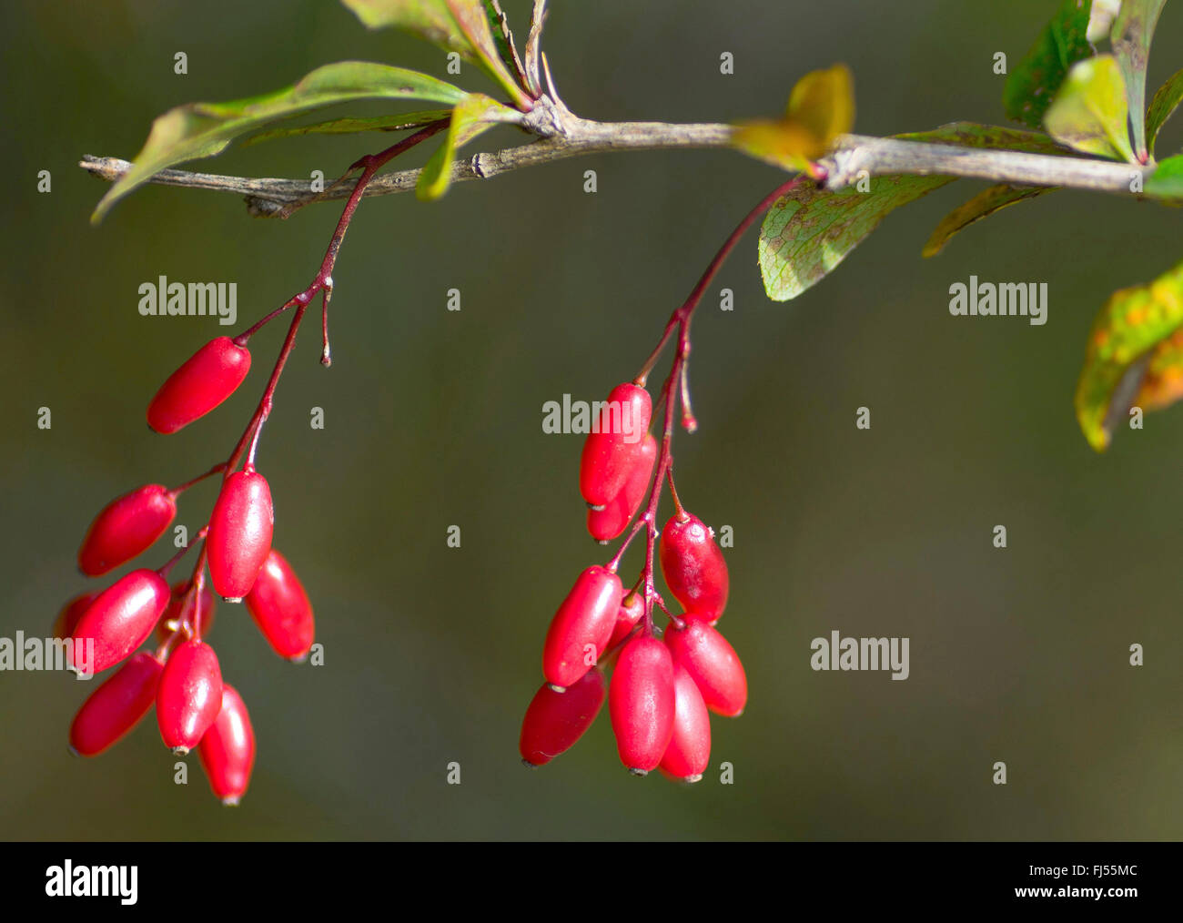 common barberry, European barberry (Berberis vulgaris), branch with ...