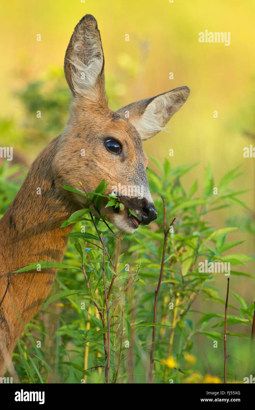 roe deer (Capreolus capreolus), doe, portrait, Germany, Brandenburg ...