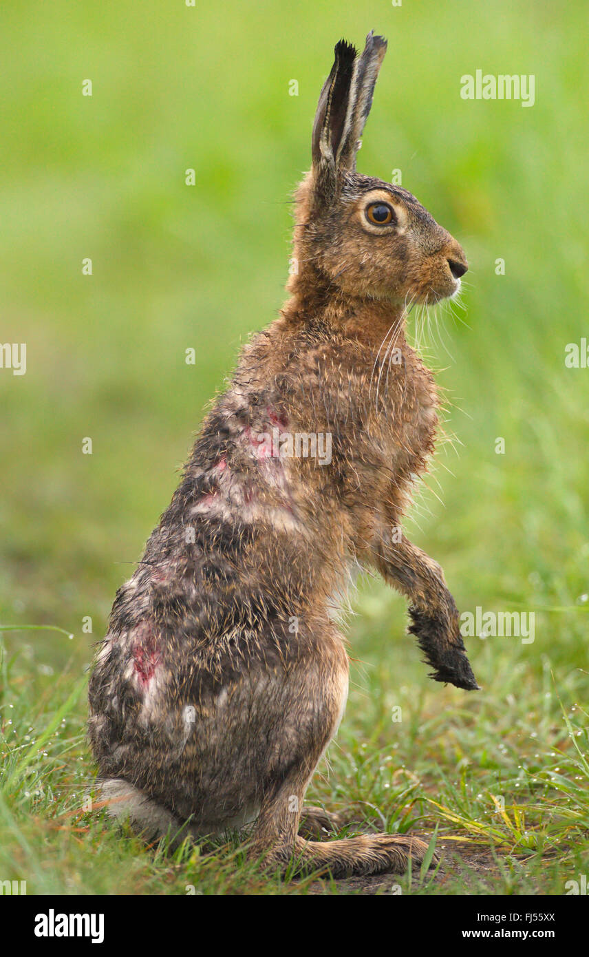 European hare, Brown hare (Lepus europaeus), wet hare stands upright ...