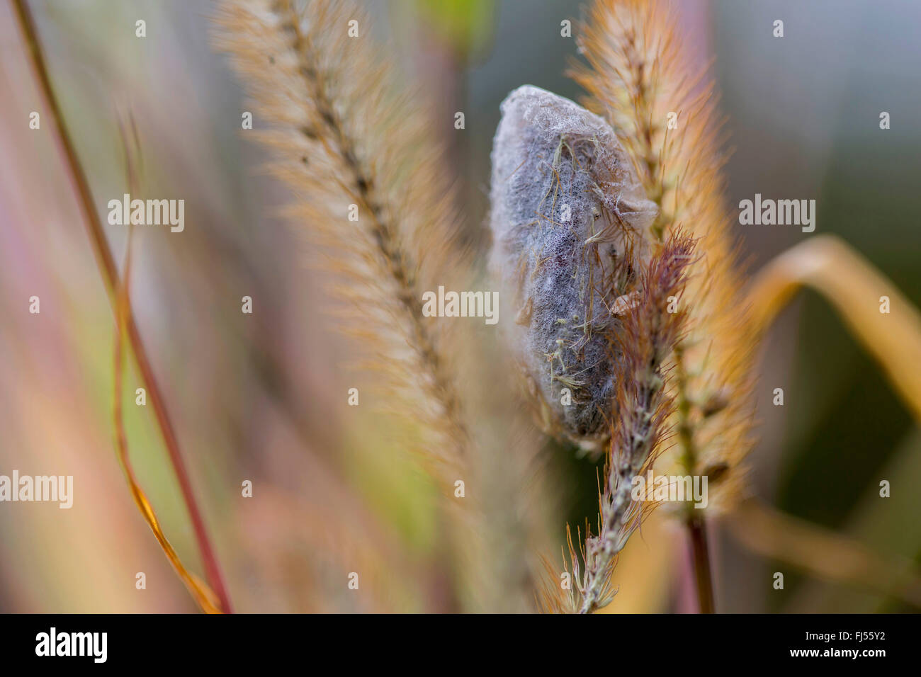 The Drinker (Philudoria potatoria, Euthrix potatoria), cocoon at a ...