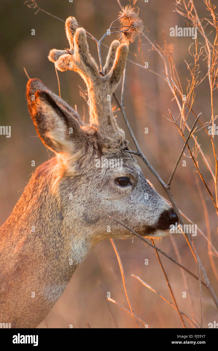 roe deer (Capreolus capreolus), buck, horns with velvet, Germany ...