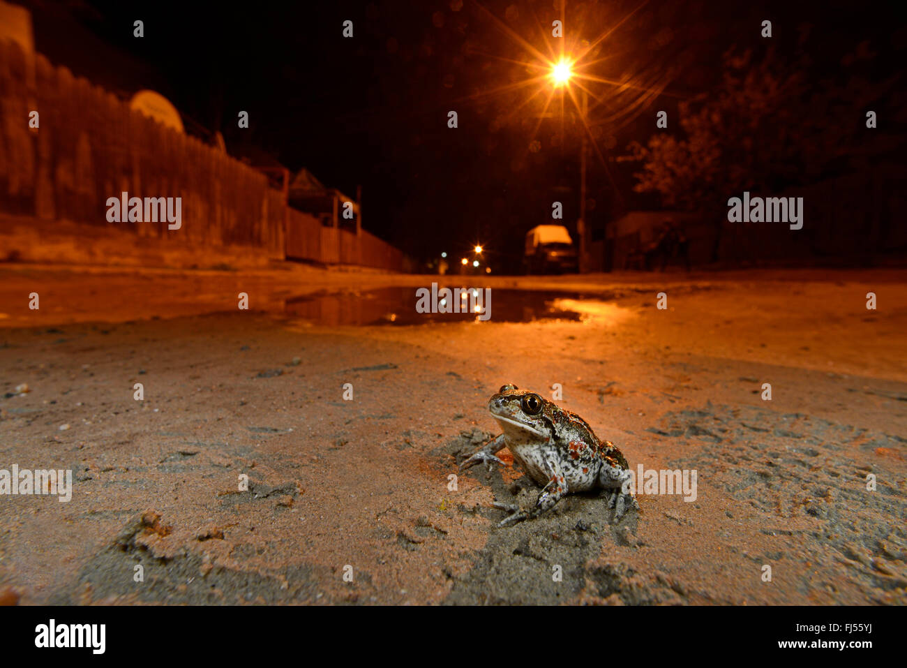 common spadefoot, garlic toad (Pelobates fuscus), sitting on a road in ...