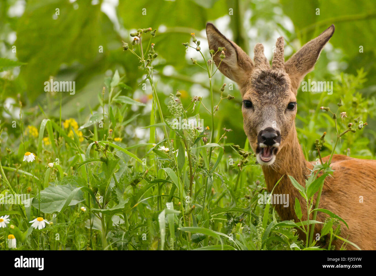 roe deer (Capreolus capreolus), feeding roe buck, portrait, Germany ...