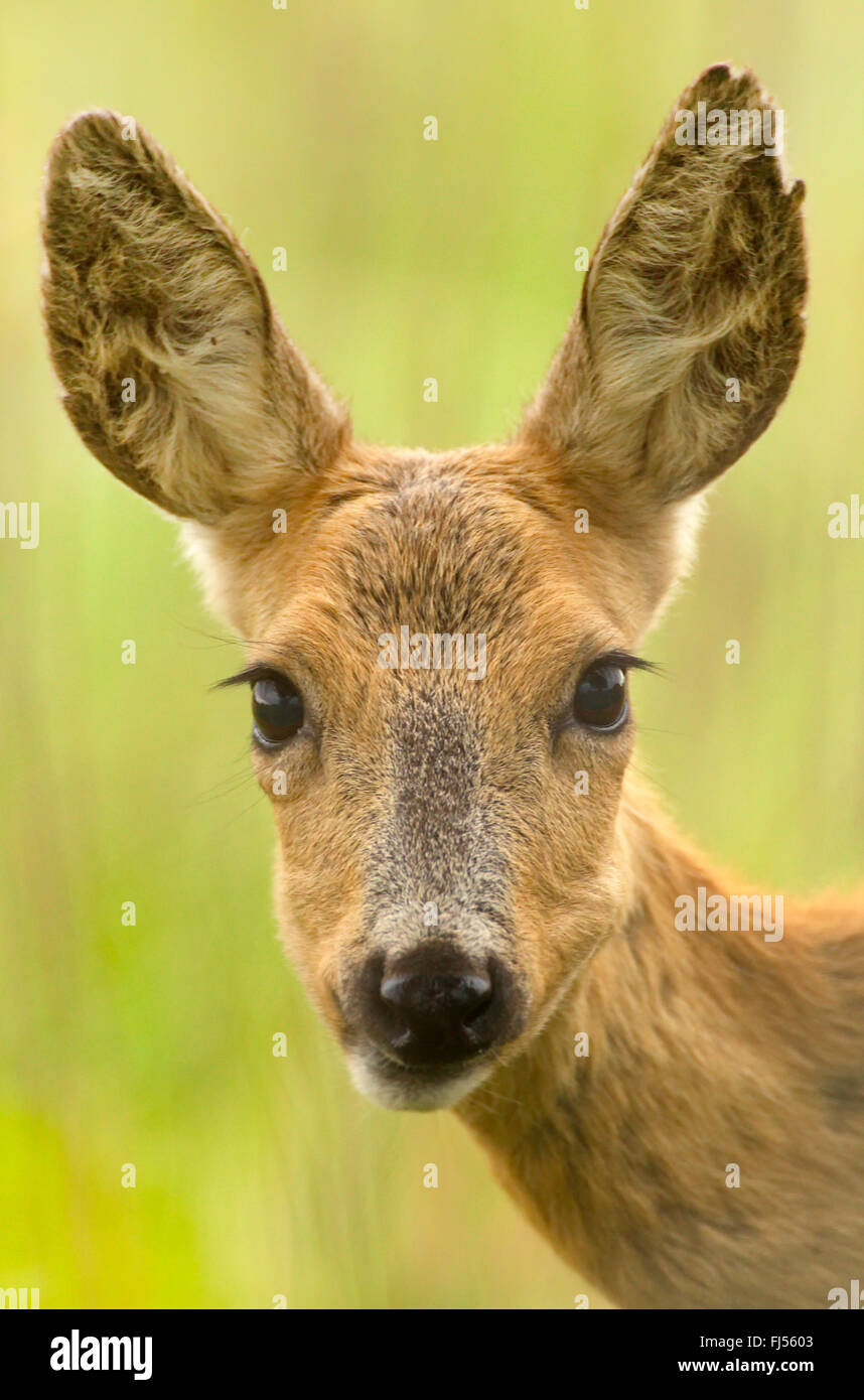 Samuel Doe Nancy Doe