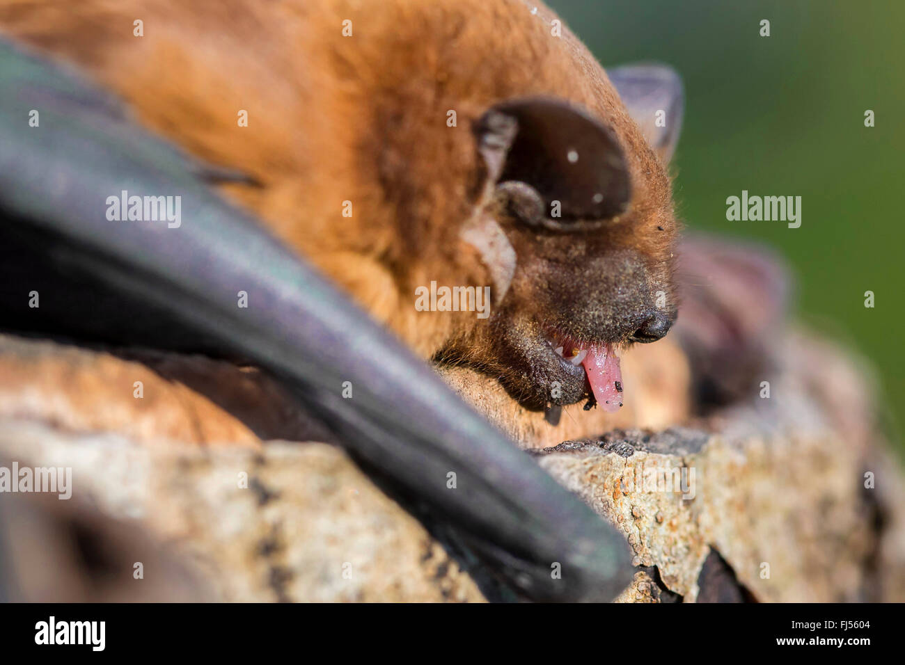 Leisler's bat (Nyctalus leisleri), portrait, Germany, Bavaria ...