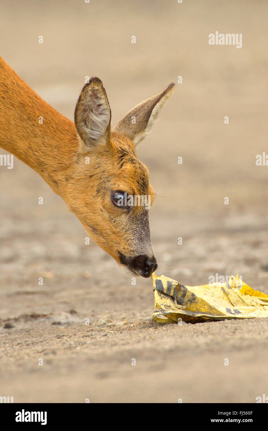 Animal sniffing hi-res stock photography and images - Alamy