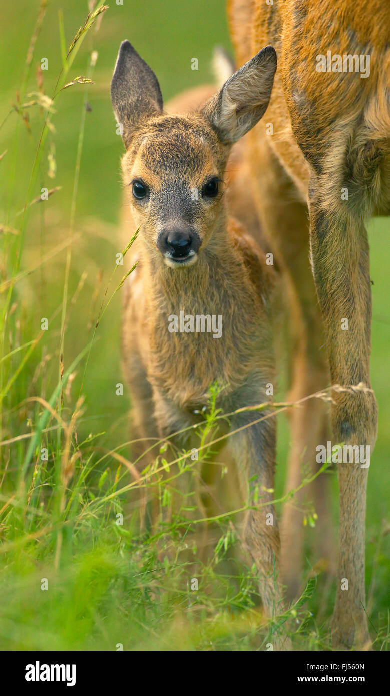 roe deer (Capreolus capreolus), fawn with its mother, front view ...