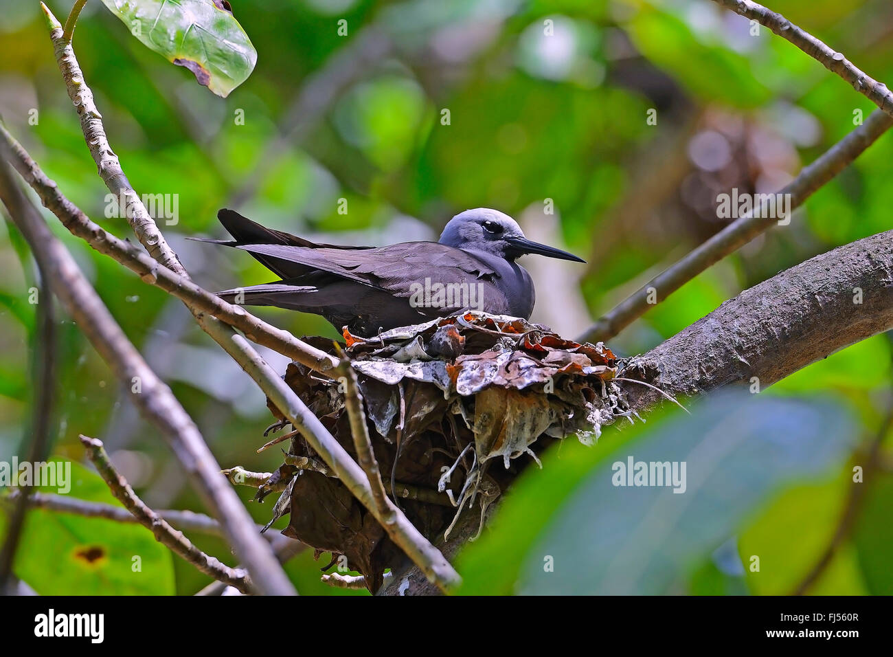 Lesser noddy (Anous tenuirostris), sitting on a nest, side view ...