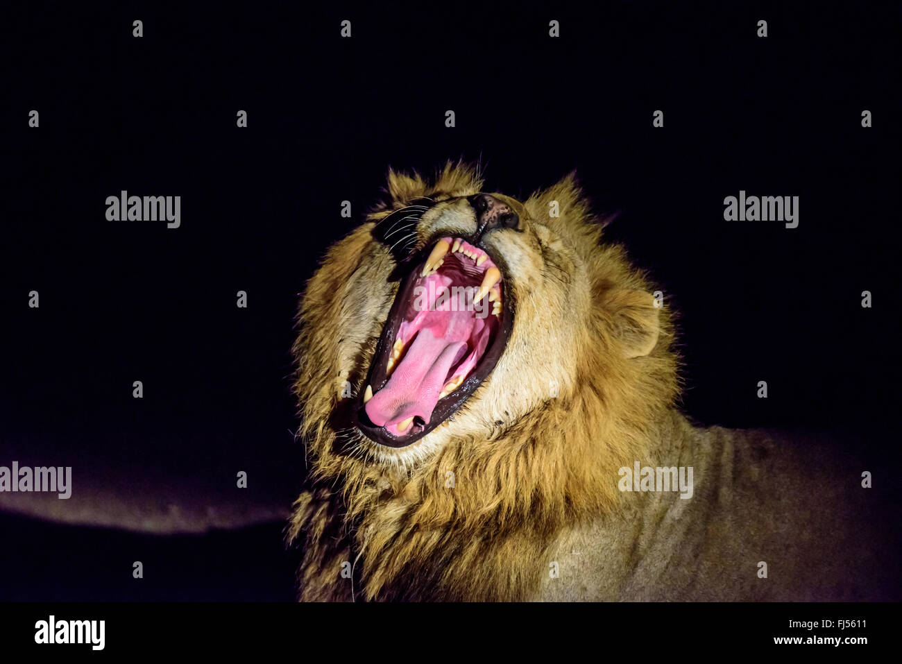Safari animals night hi-res stock photography and images - Alamy