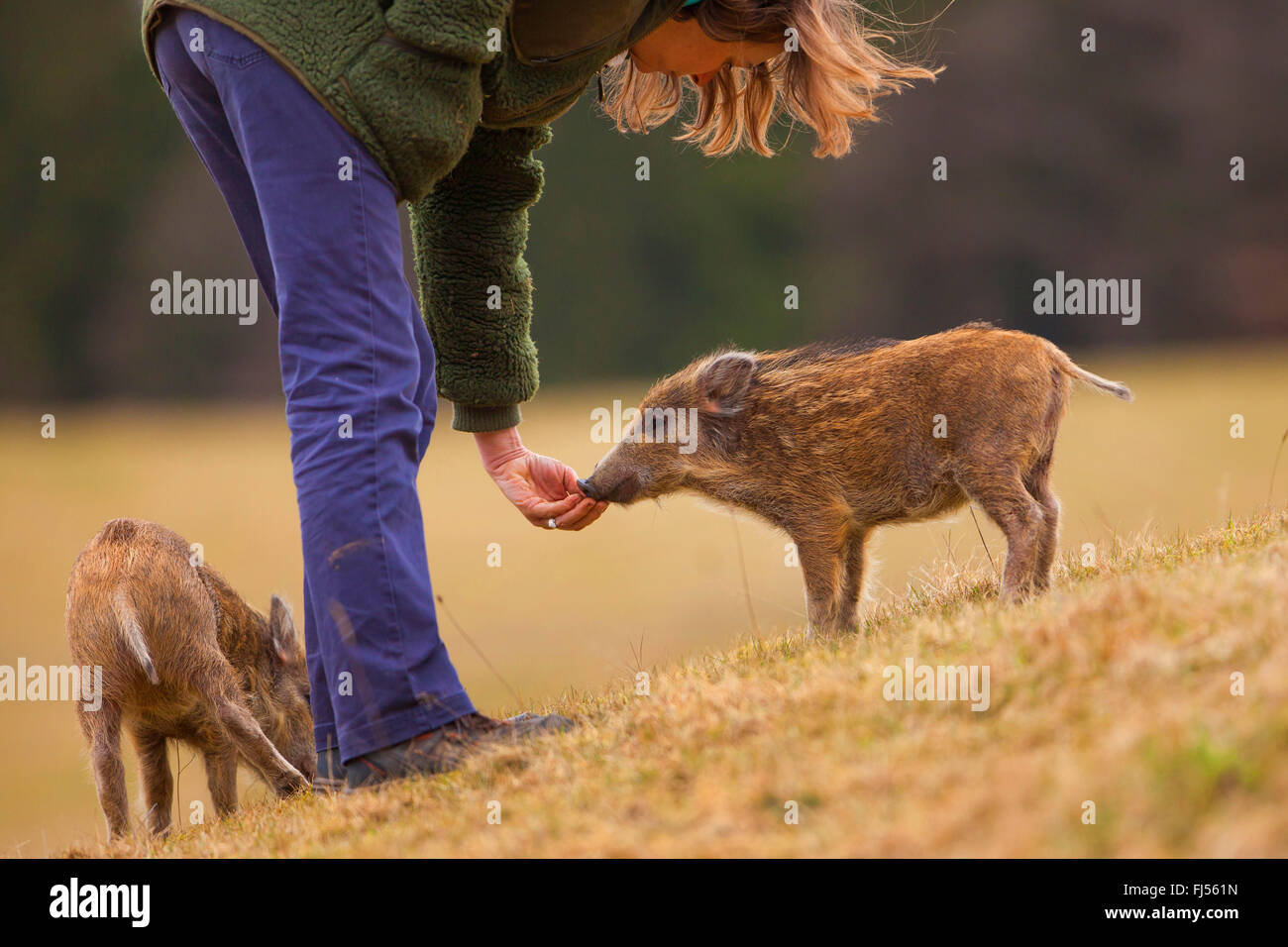 wild boar, pig, wild boar (Sus scrofa), woman feeds runts, Germany ...