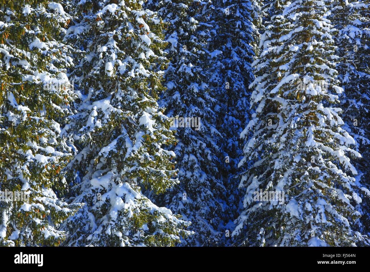 Norway spruce (Picea abies), spruce forest in winter, Switzerland Stock ...