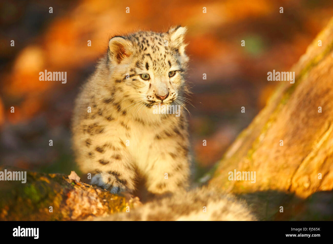 Panthera Uncia Cubs High Resolution Stock Photography and Images - Alamy