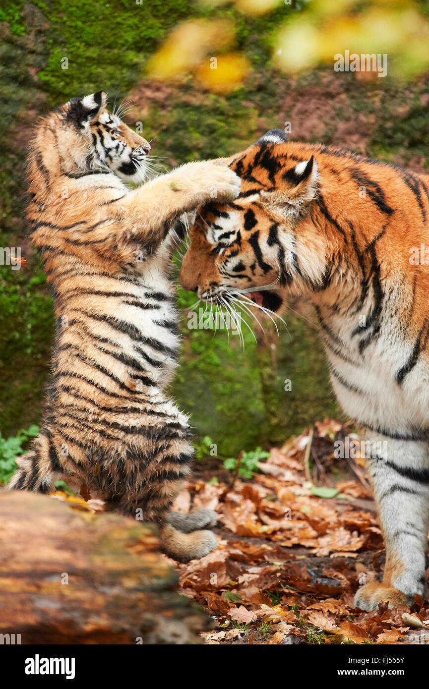Siberian tiger mother and cub hi-res stock photography and images - Alamy