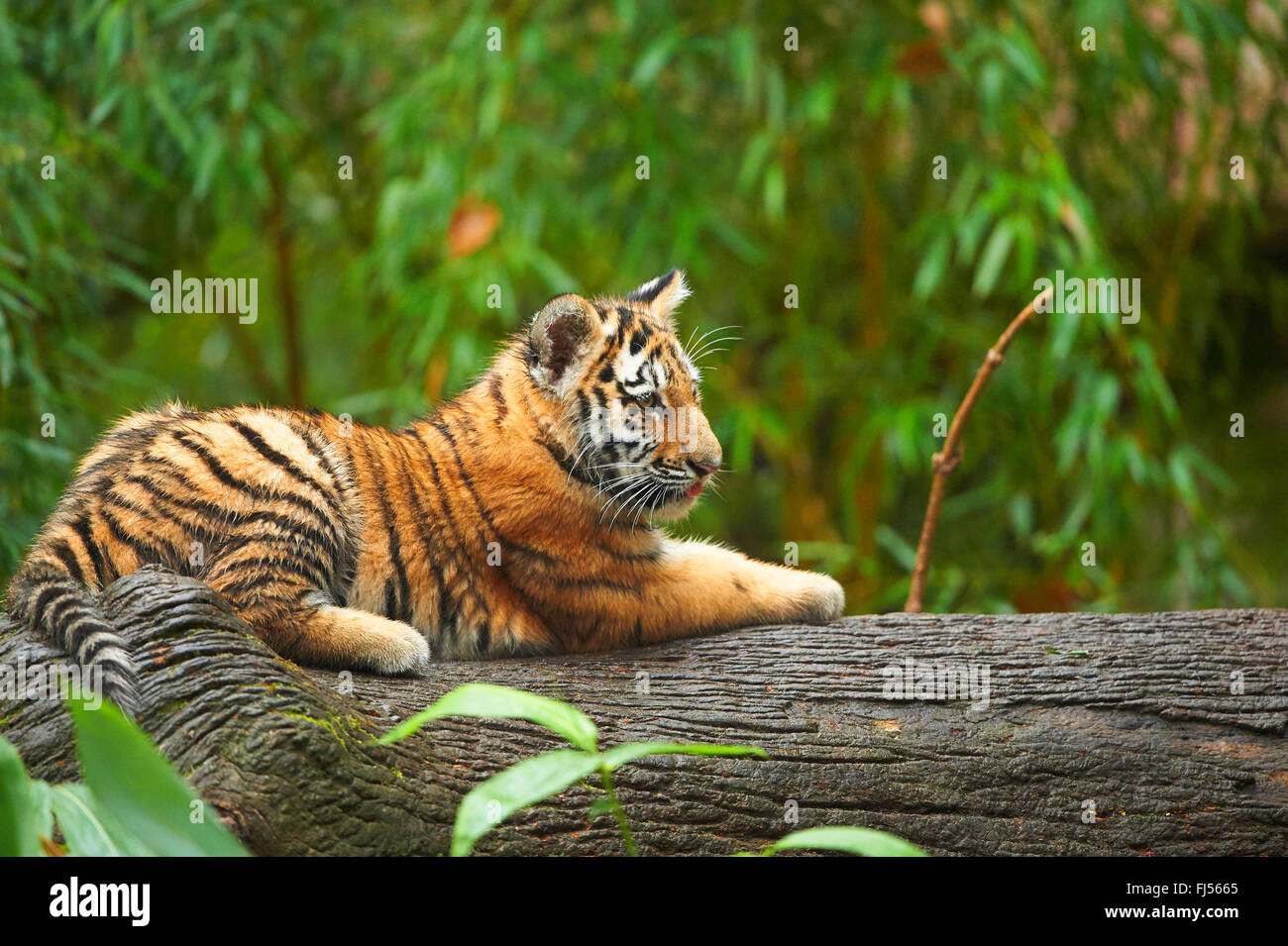 Siberian tiger, Amurian tiger (Panthera tigris altaica), tiger cub ...