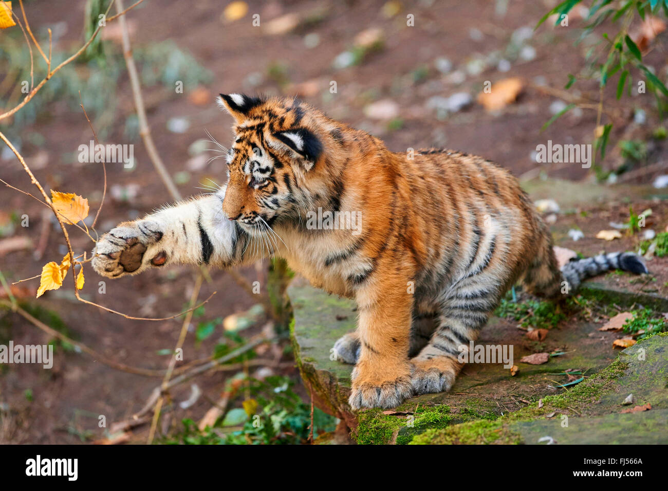 Siberian tiger, Amurian tiger (Panthera tigris altaica), tiger cub ...