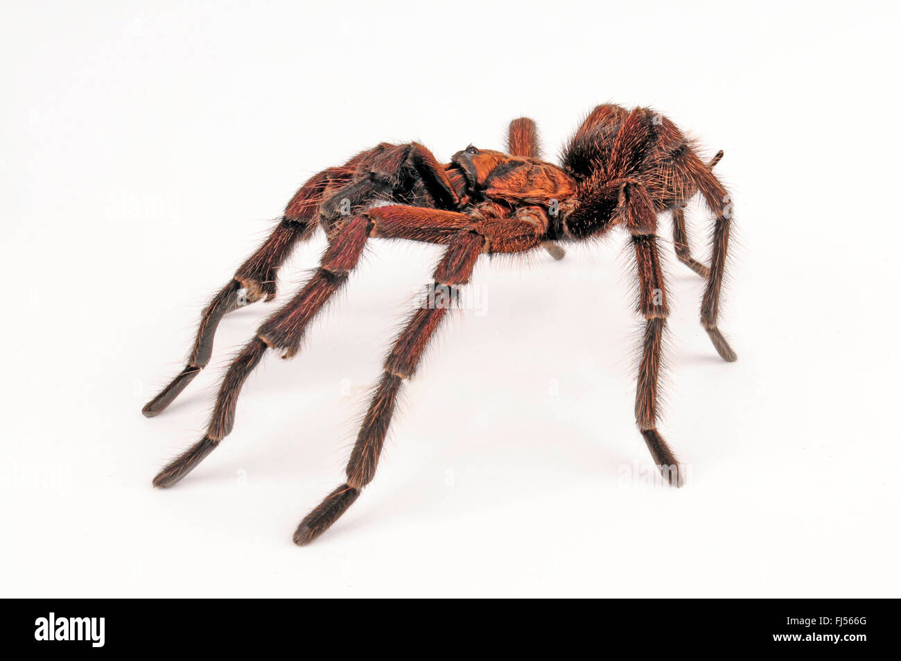 Haitian brown tarantula, Spaniolan giant tarantula (Phormictopus ...
