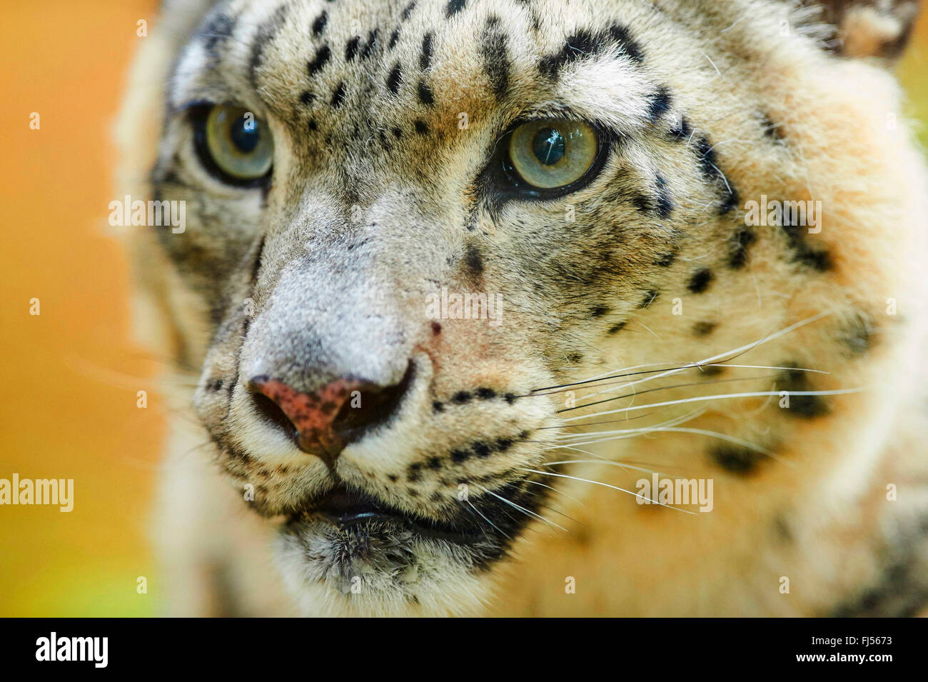 Leopardesses High Resolution Stock Photography and Images - Alamy