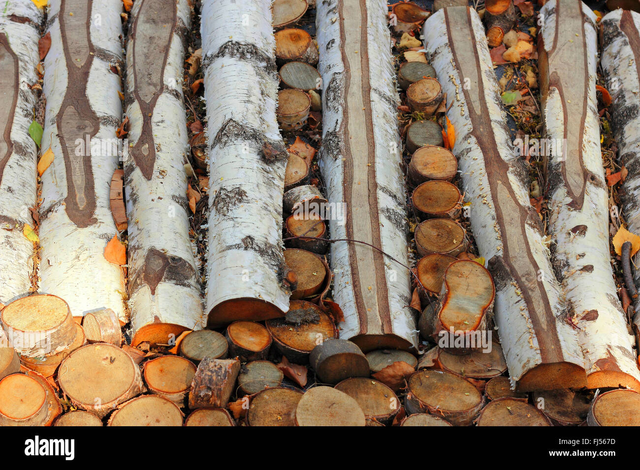 common birch, silver birch, European white birch, white birch (Betula ...