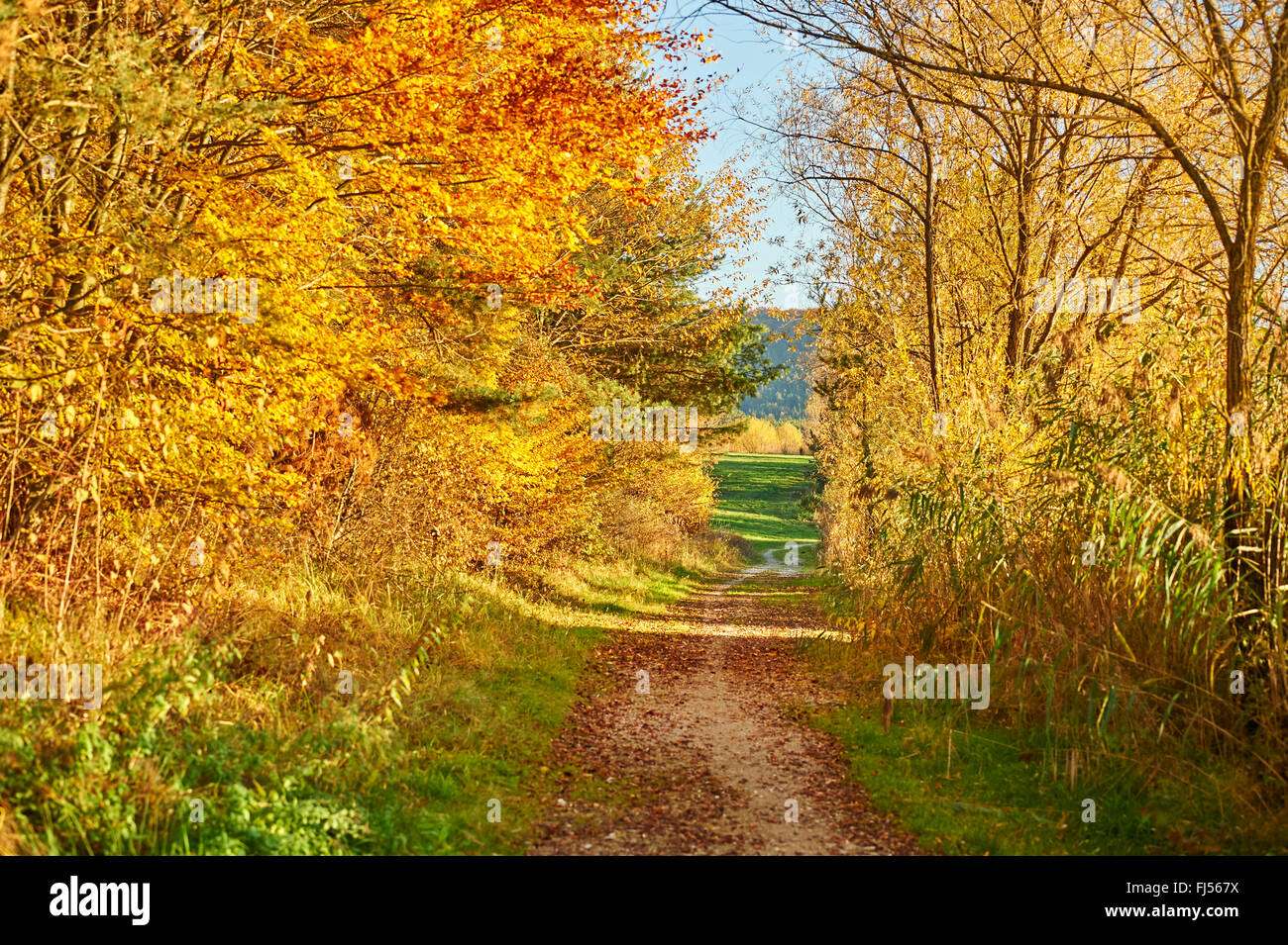 trail in autumn forest, Germany, Bavaria, Oberpfalz Stock Photo - Alamy
