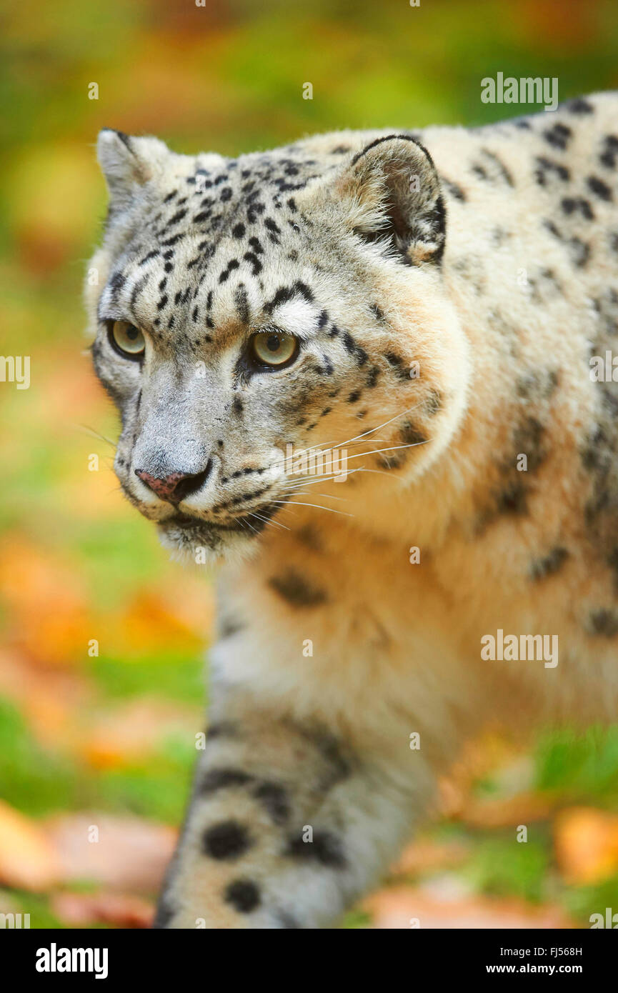 snow leopard (Uncia uncia, Panthera uncia), leopardess, portrait Stock ...