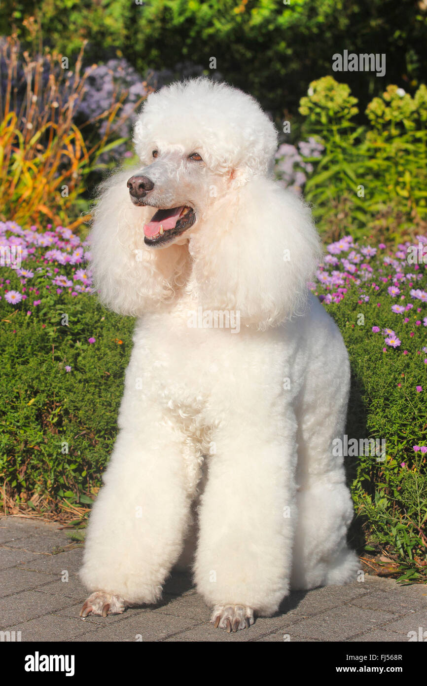 Poodle (Canis lupus f. familiaris), eleven years old female Standard ...