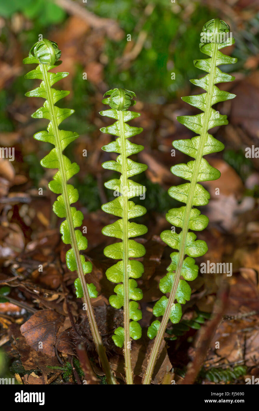 hard-fern (Blechnum spicant), young leaves, Germany, Bavaria ...