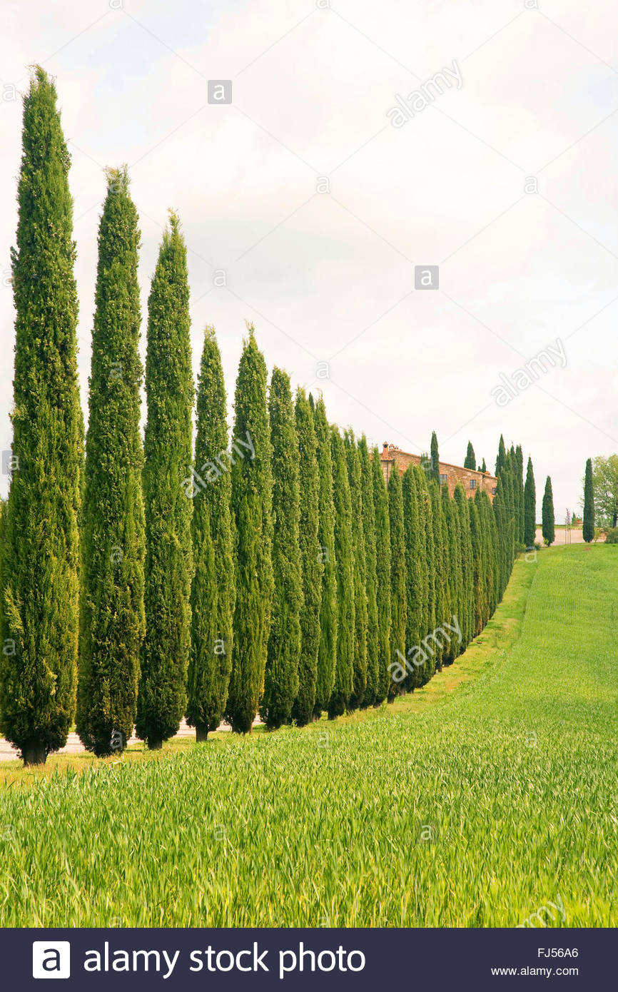 Italian Cypress Stock Photos & Italian Cypress Stock Images - Alamy