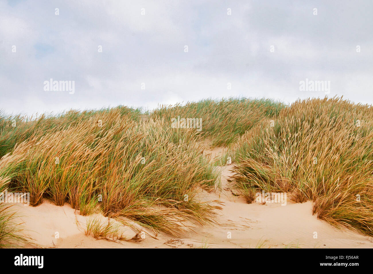 beach grass, European beachgrass, marram grass, psamma, sea sand-reed ...