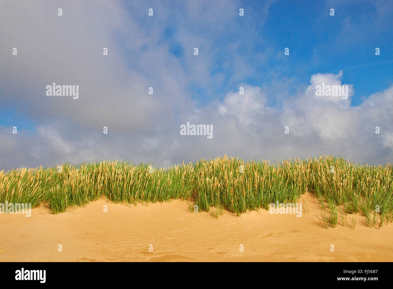 beach grass, European beachgrass, marram grass, psamma, sea sand-reed ...