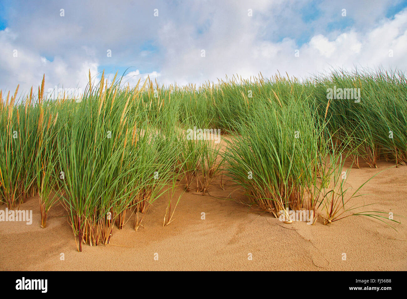 beach grass, European beachgrass, marram grass, psamma, sea sand-reed ...