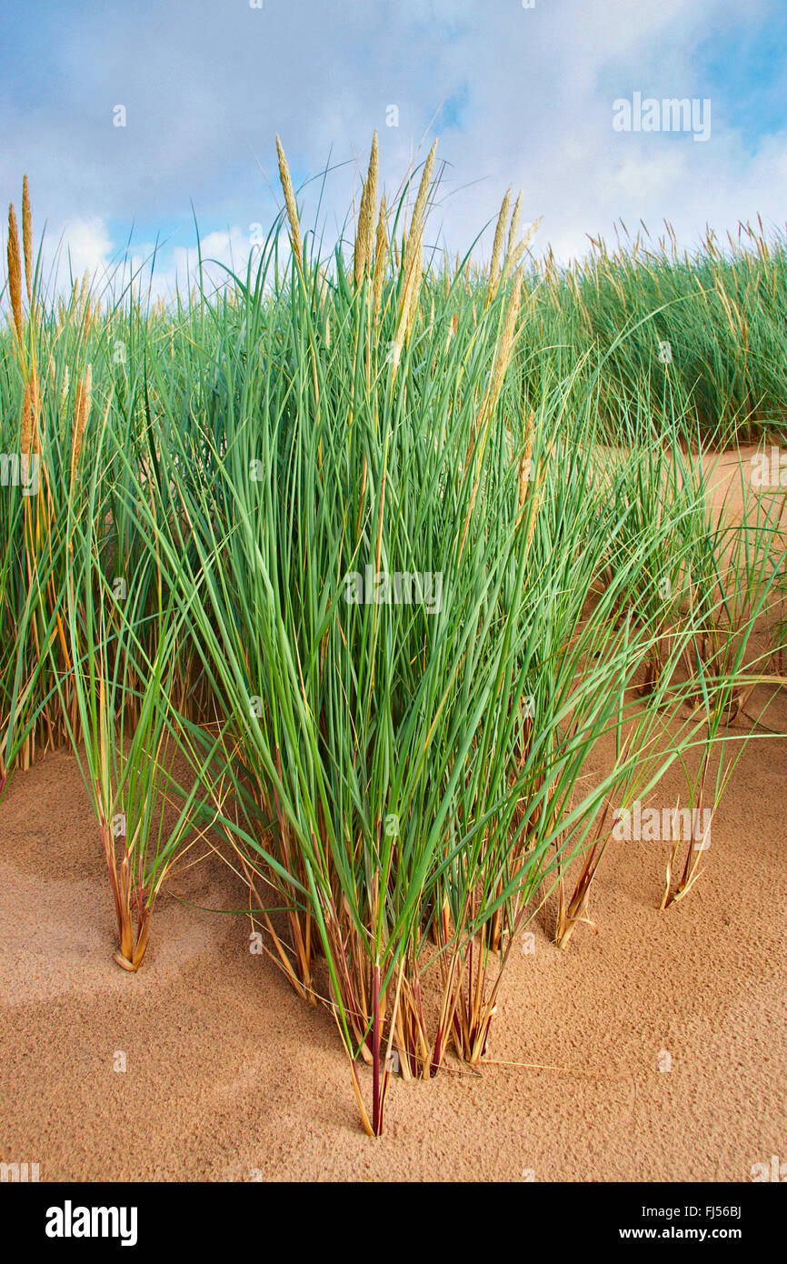 beach grass, European beachgrass, marram grass, psamma, sea sand-reed ...