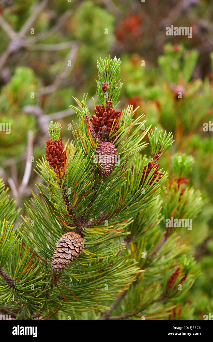 Scotch pine, Scots pine (Pinus sylvestris), branch with cones, Denmark ...