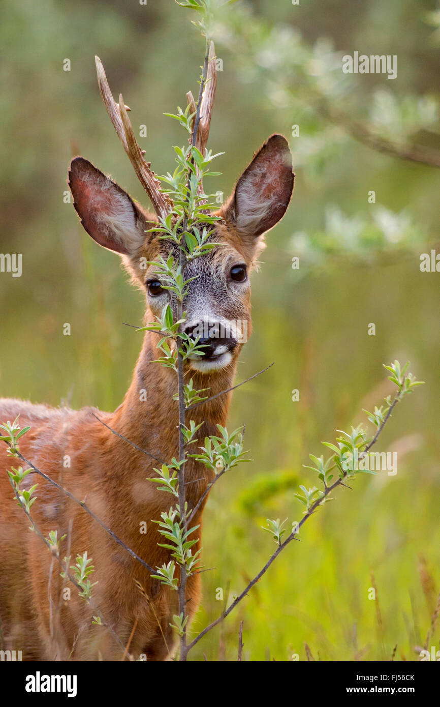 roe deer (Capreolus capreolus), buck marking, Germany, Brandenburg ...