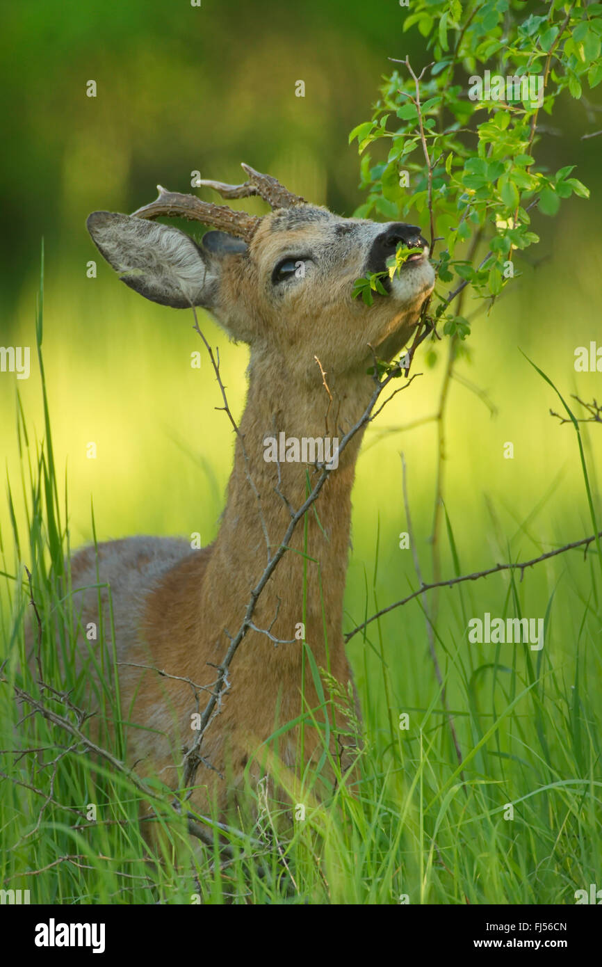 Browsing with its hi-res stock photography and images - Alamy