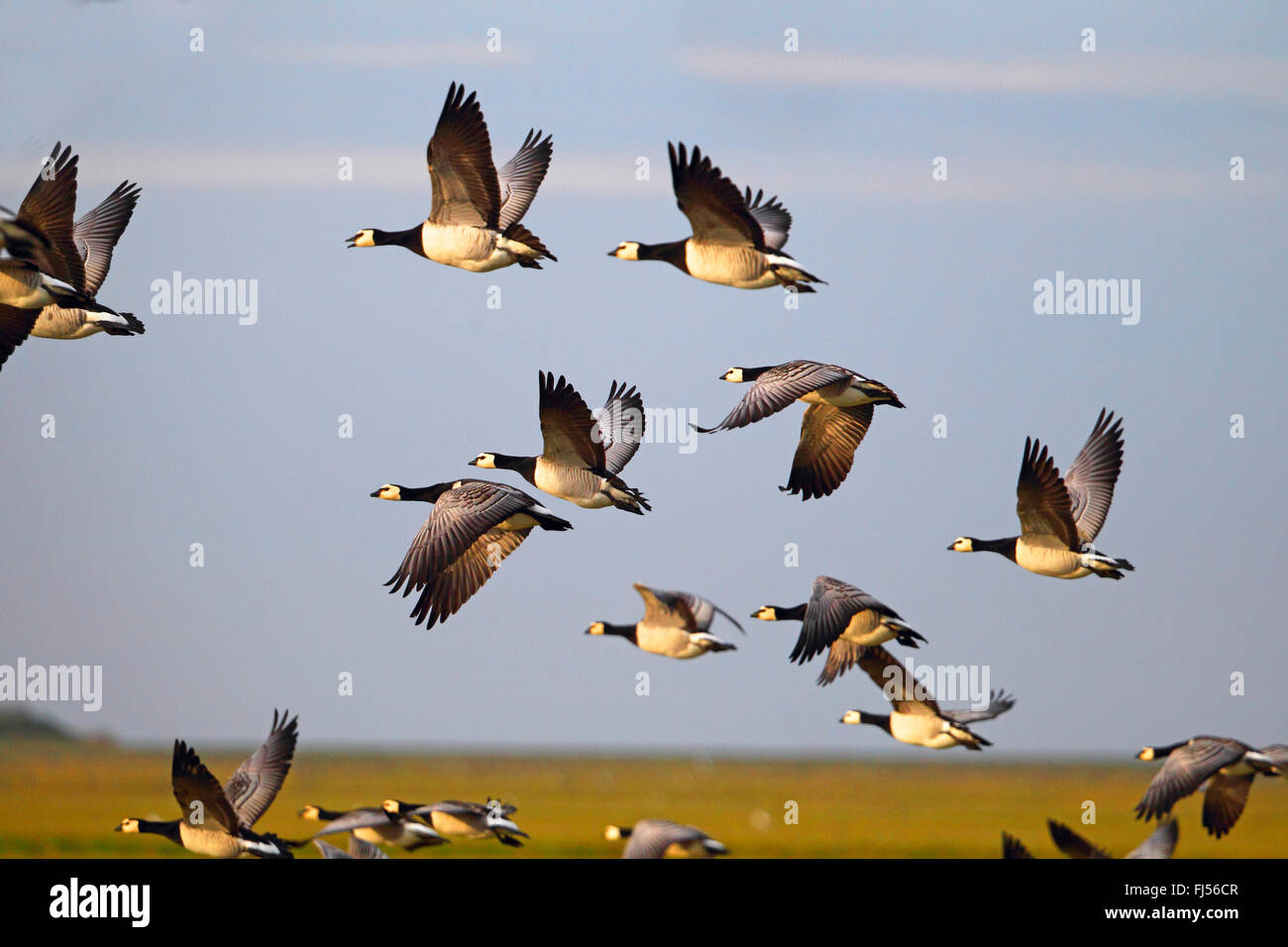 barnacle goose (Branta leucopsis), flying troop, side view, Netherlands ...