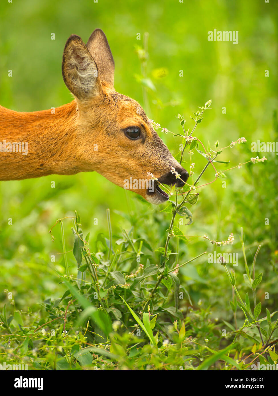 Roe Deer Feeding High Resolution Stock Photography and Images - Alamy