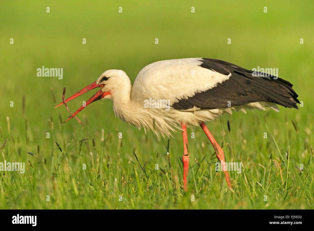 white stork (Ciconia ciconia), feeds a caught slow worm, Germany ...