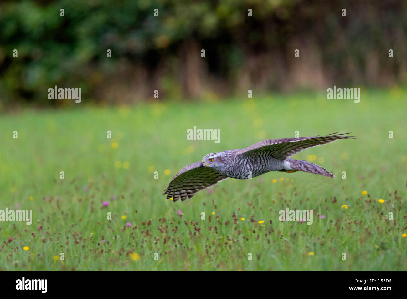 Goshawk flying hi-res stock photography and images - Alamy