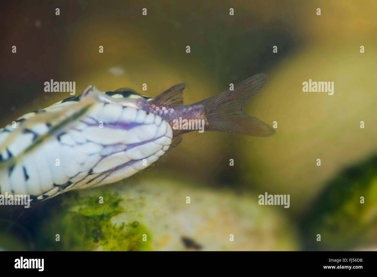 grass snake (Natrix natrix), feeds a fish under water, Germany, Bavaria ...