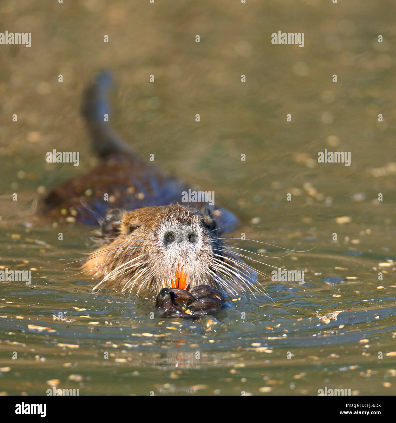 coypu, nutria (Myocastor coypus), swimming, front view, France ...