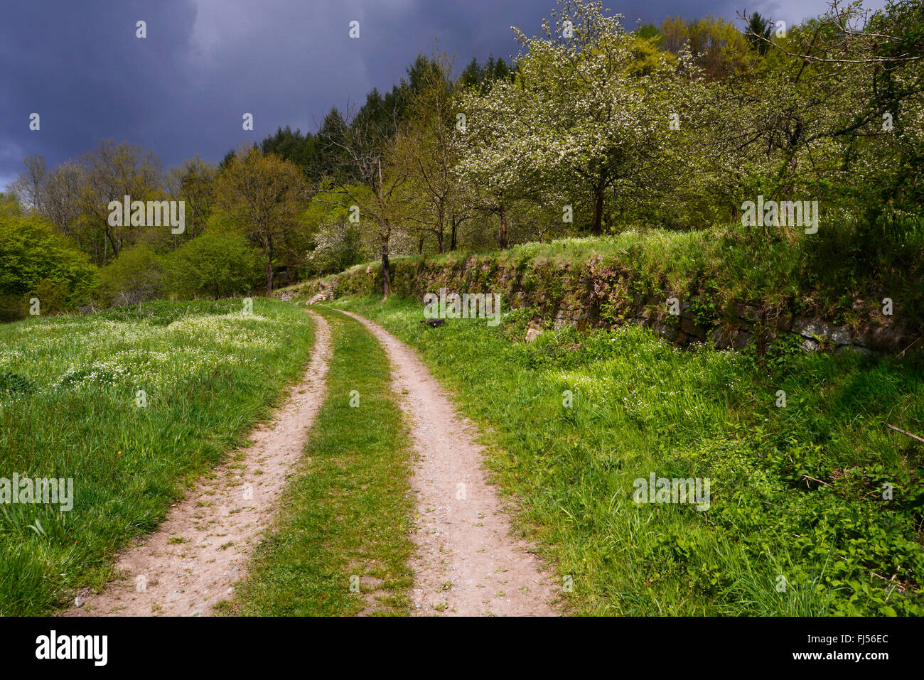 Aesculapian snake (Elaphe longissima, Zamenis longissimus), stone wall ...