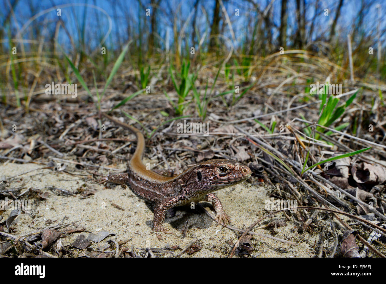 sand lizard (Lacerta agilis, Lacerta agilis chersonensis), red back ...
