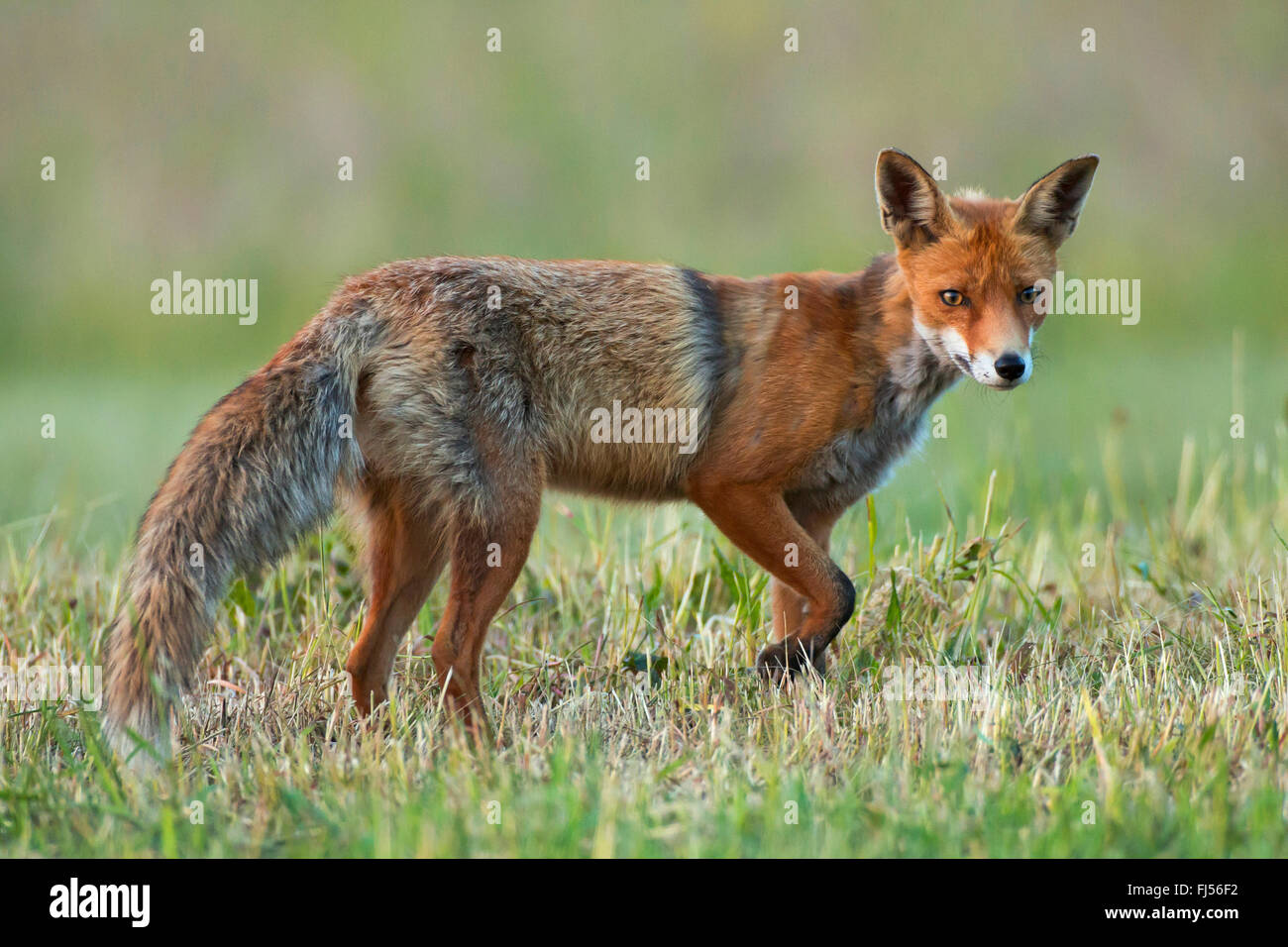 Fox Standing High Resolution Stock Photography and Images - Alamy