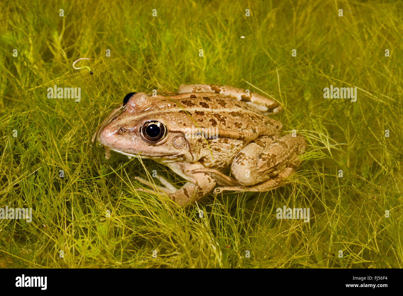 European edible frog, common edible frog (Rana kl. esculenta, Rana ...