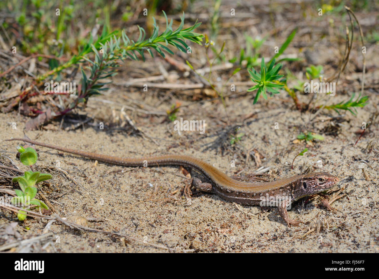sand lizard (Lacerta agilis, Lacerta agilis chersonensis), red back ...