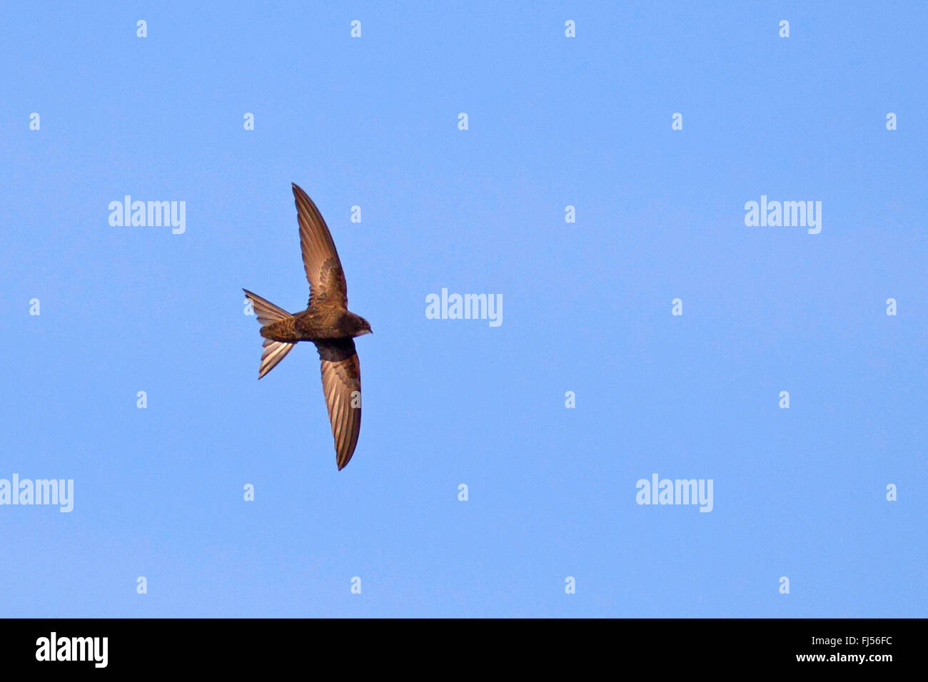 Eurasian swift apus apus hi-res stock photography and images - Alamy